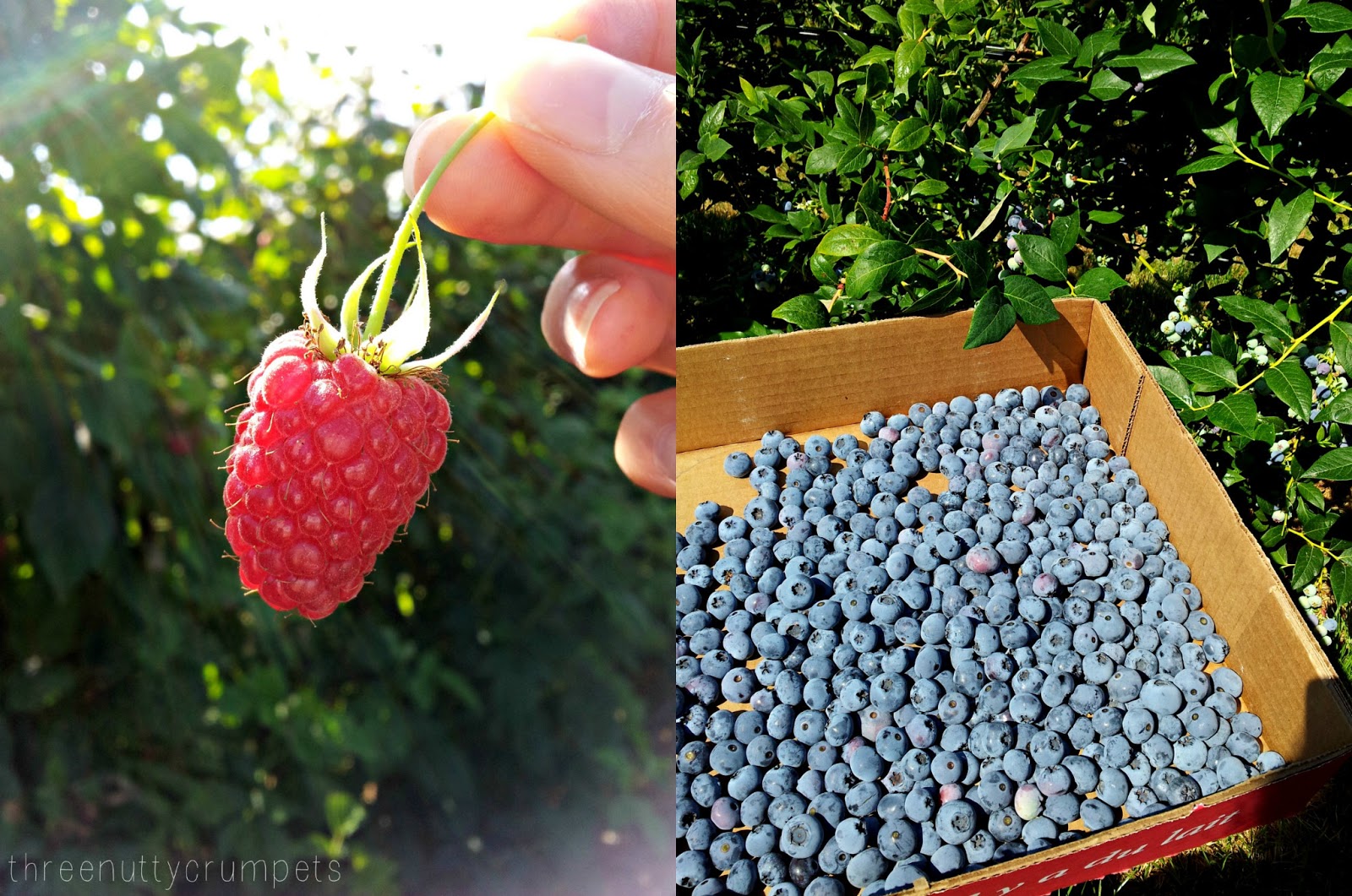 Three Nutty Crumpets: Krause Berry Farms