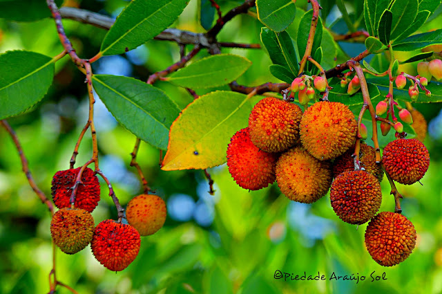 poesia em imagens: Medronhos