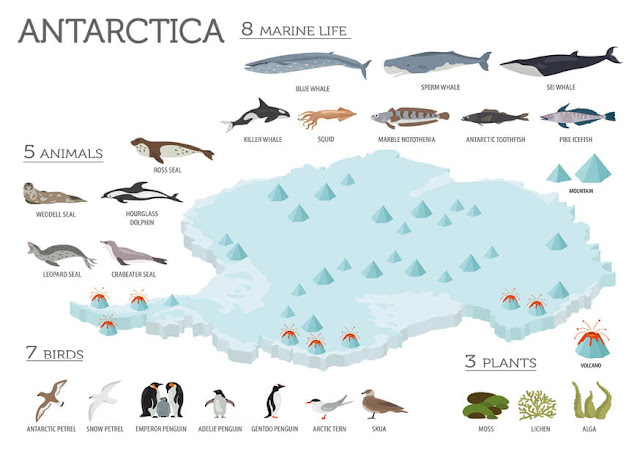 Fauna i Flora Antarktyda i Arktyka | Oczami Turystki
