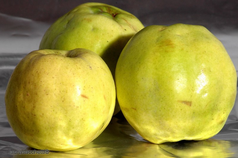 Marmelo - Cydonia oblonga