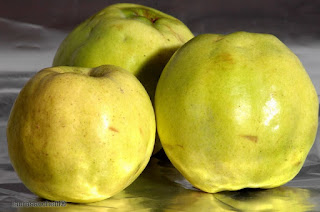 Marmelo - Cydonia oblonga