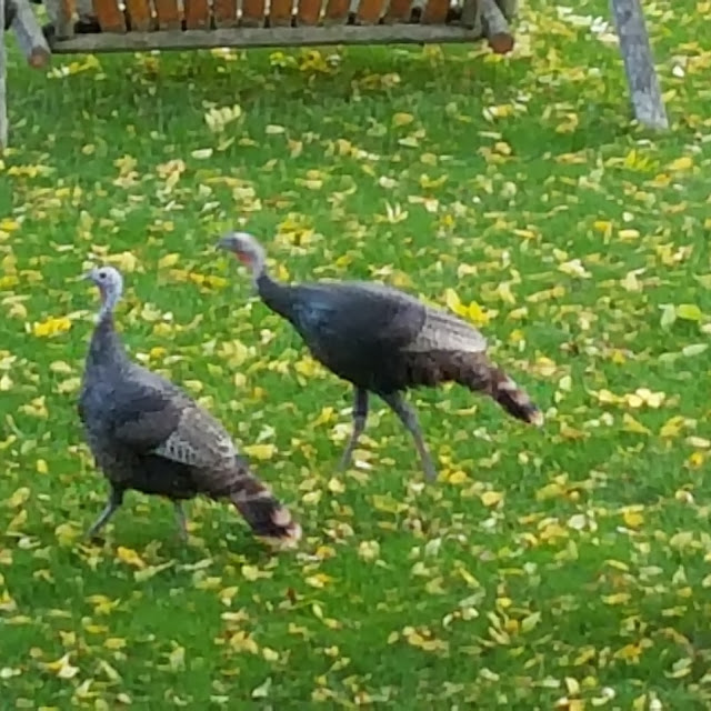 Gear Acres at Top of the Hill: Starting the fall cleanup
