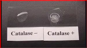 Catalase test
