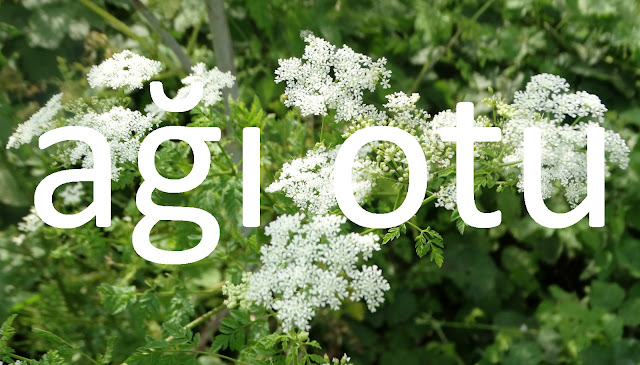 ağı otu - BilginCin