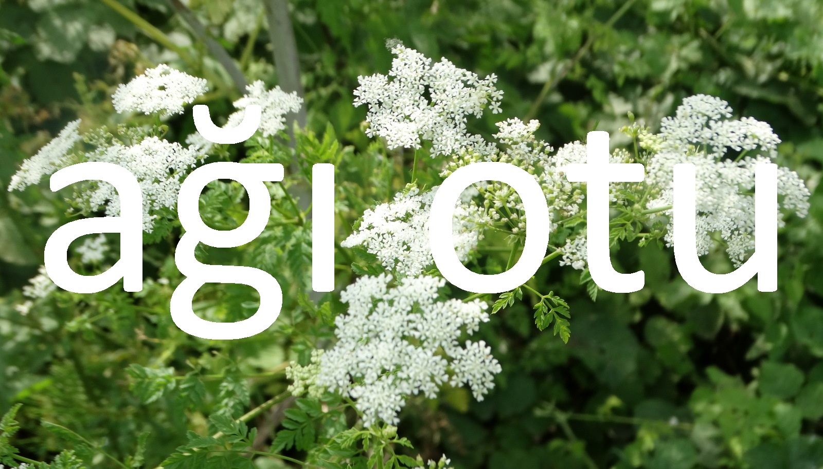 ağı otu - BilginCin