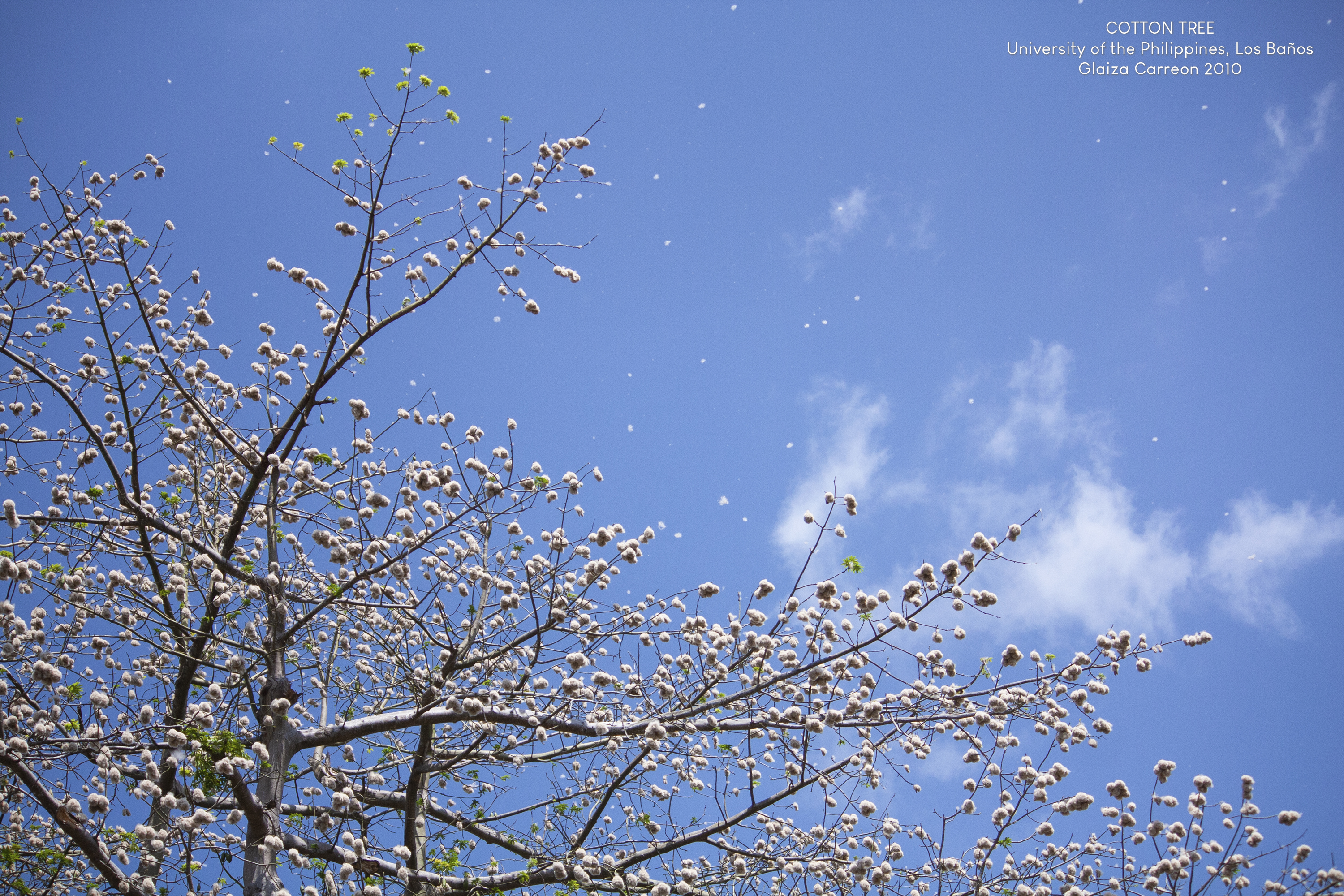 Cotton Tree at UPLB, April 2010