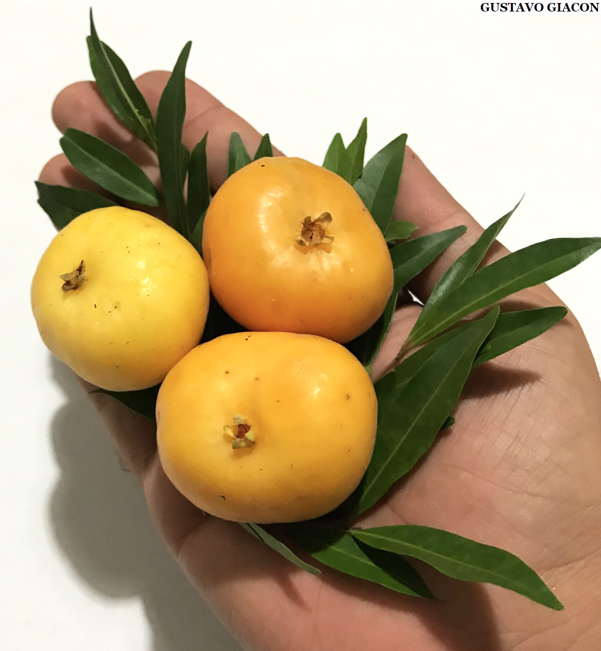 Viveiro Ciprest - Plantas Nativas e Exóticas: Uvaia Dura ( Eugenia ...