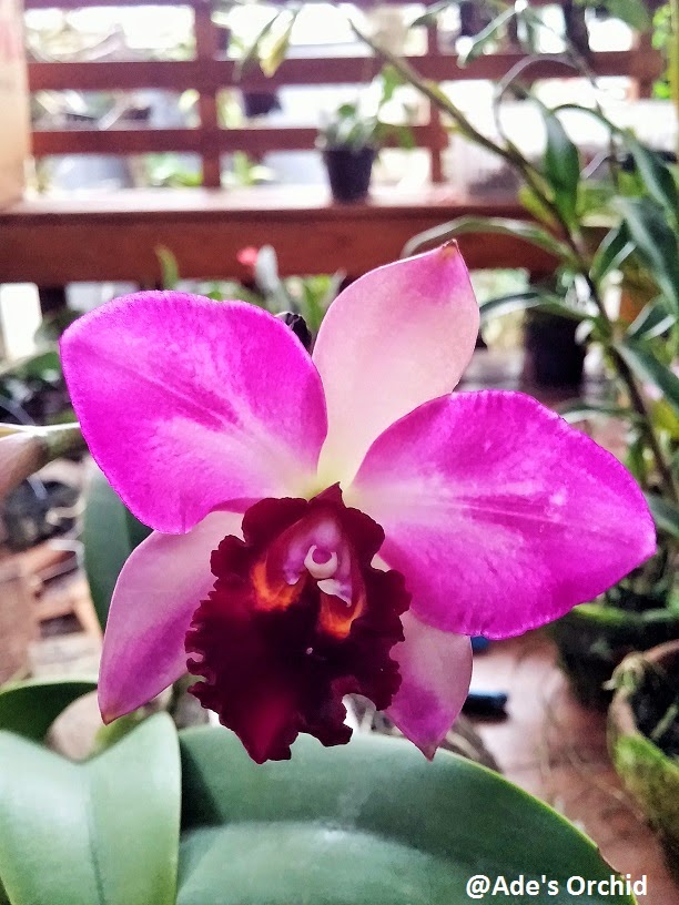 Ade's Orchid: Cattleya Pot. Creation 'Summer's Choice'
