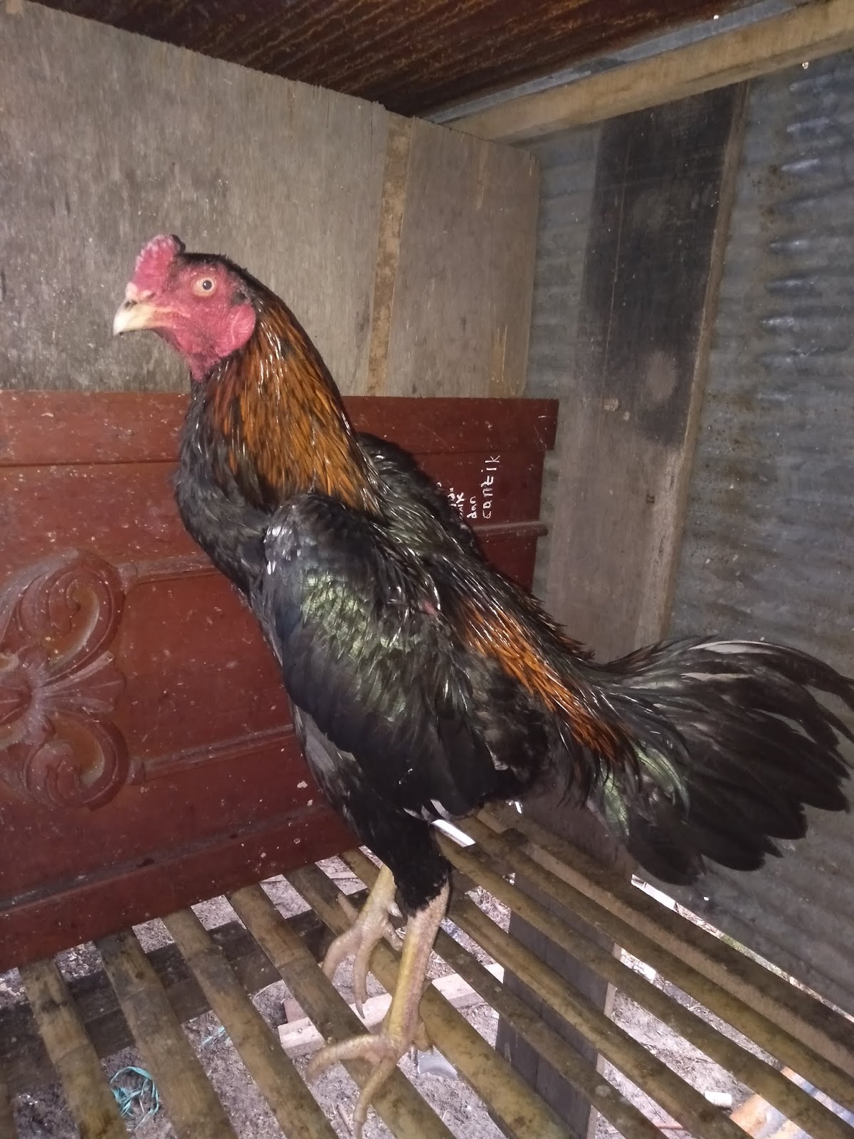 KARAKTER AYAM PAKHOY CIRI FISIK DAN CIRI KHAS - Famora Farm