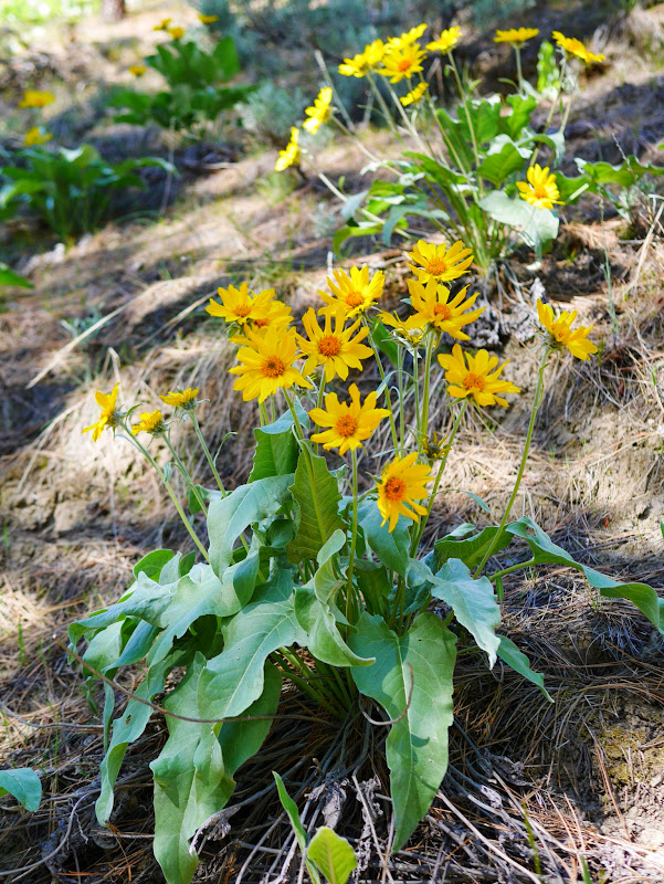 Nature Notes: Arrowleaf Balsamroot – Backwoods Mama