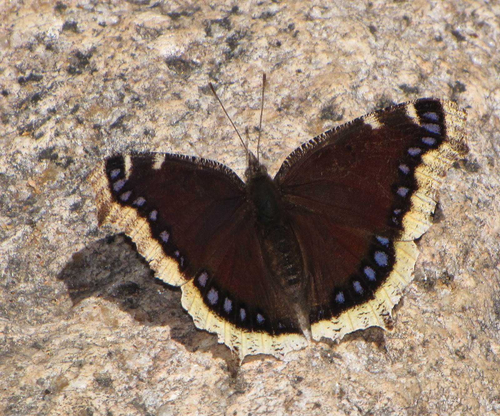 Bug Eric: Mourning Cloak