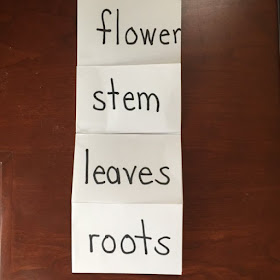 PARTS OF A PLANT - Dr. Jean & Friends Blog