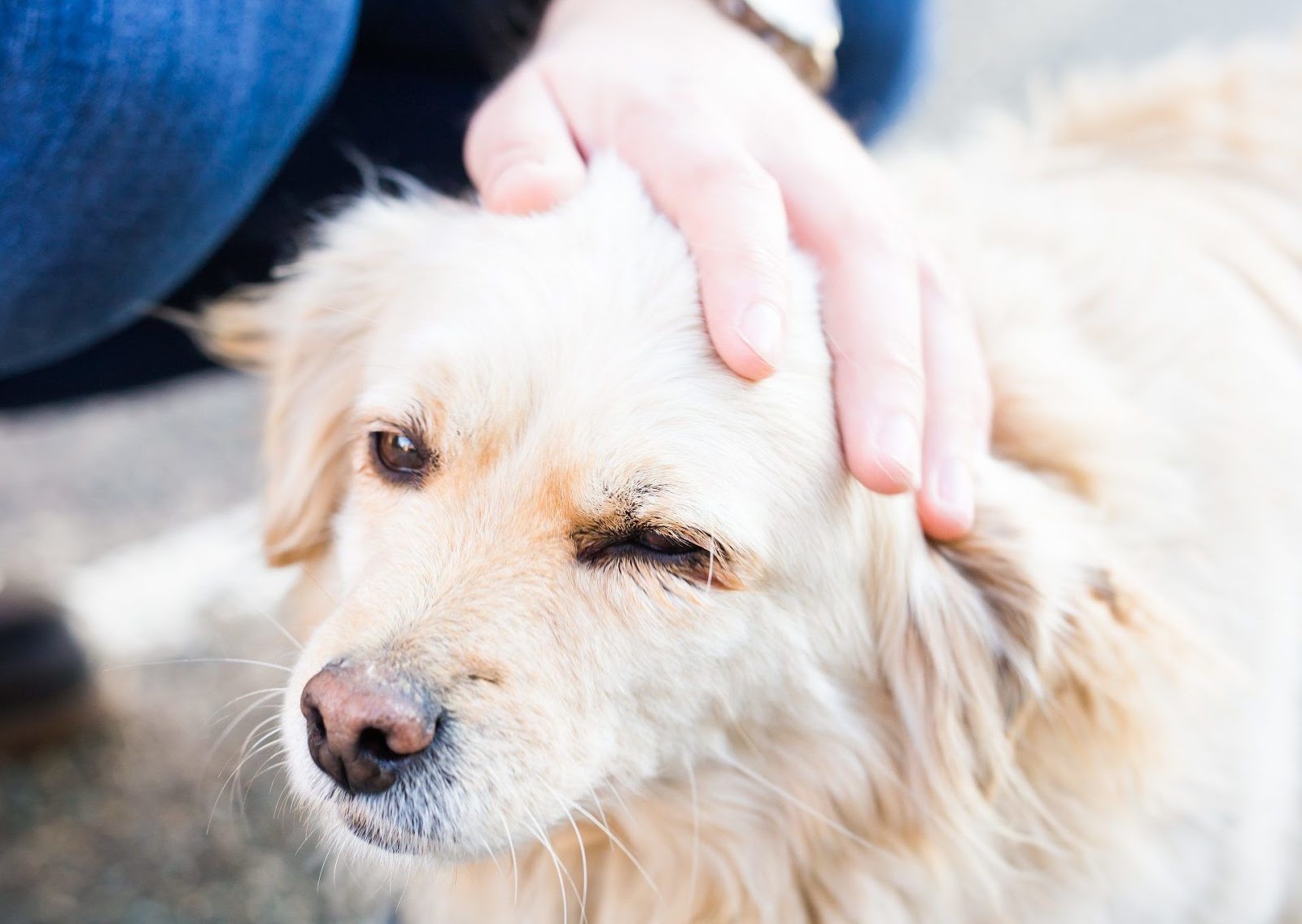 Emotional support animal age requirements - lopidv