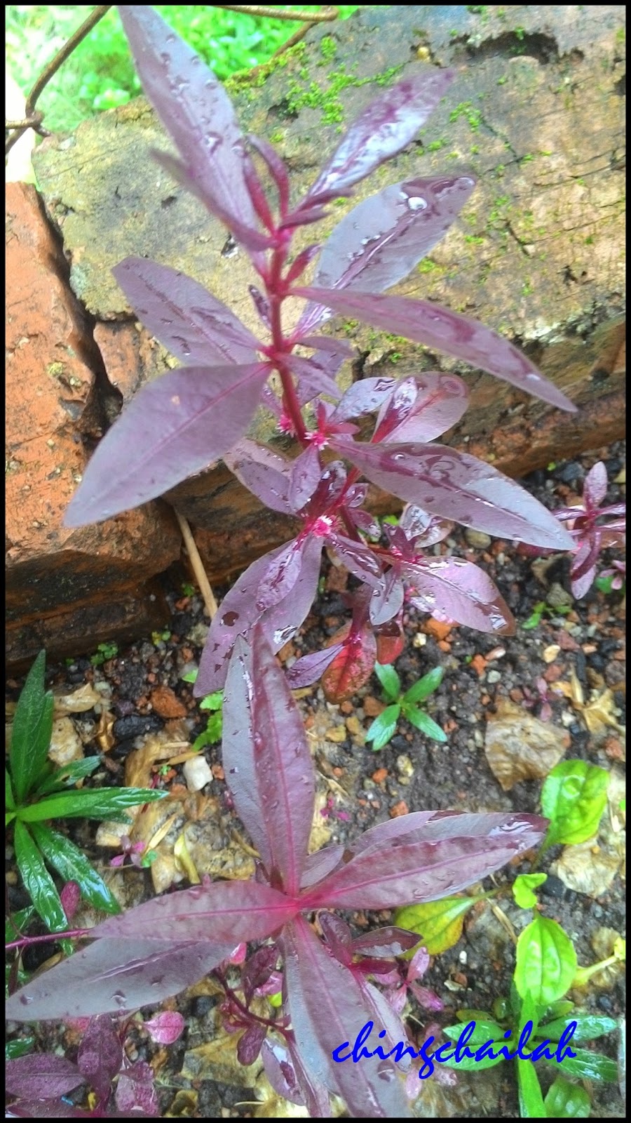 Simple Living In Nancy: Growing Red Dwarf Copperleaf Or Red Sessile Joyweed