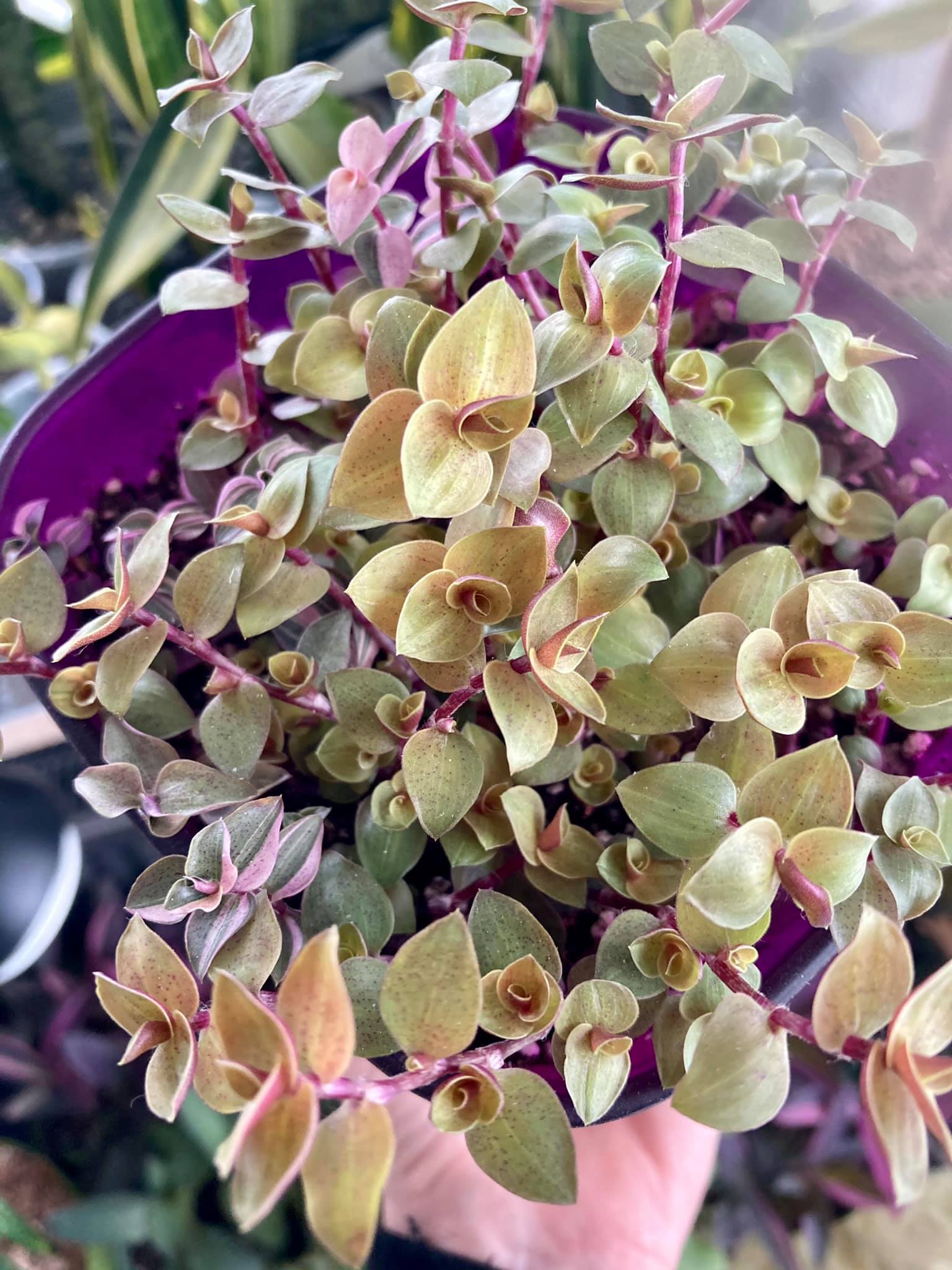 Trzykrotki: Callisia repens 'Gold'