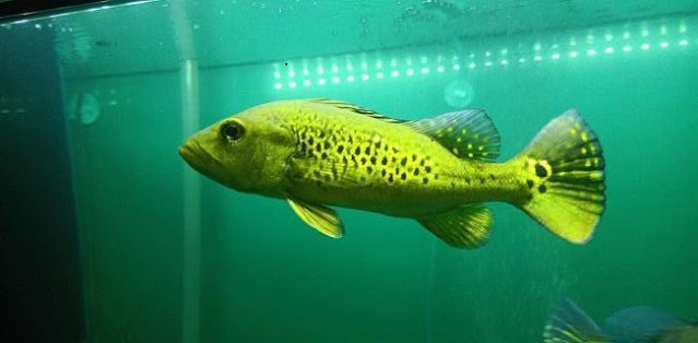 5 Jenis Ikan Peacock Bass Paling Populer Beserta Gambarnya - IWAK GALAK