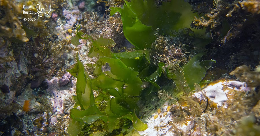 Naturaleza y Fotografía en Motril: Ulva rigida