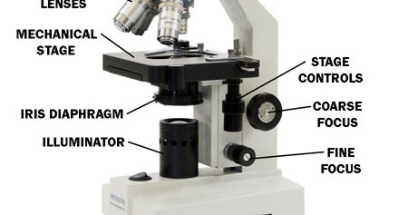 Being A Molecular Biologist: Lab Report : Introduction to Light Microscopy