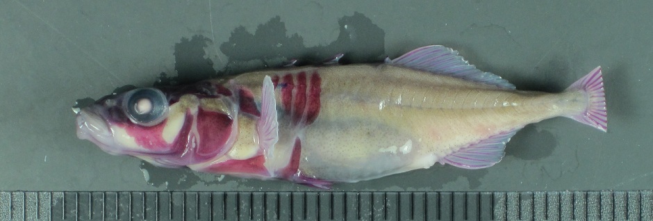 The Elusive Guanaco: Cool Fish - Rapid Evolution, Stickleback and ...