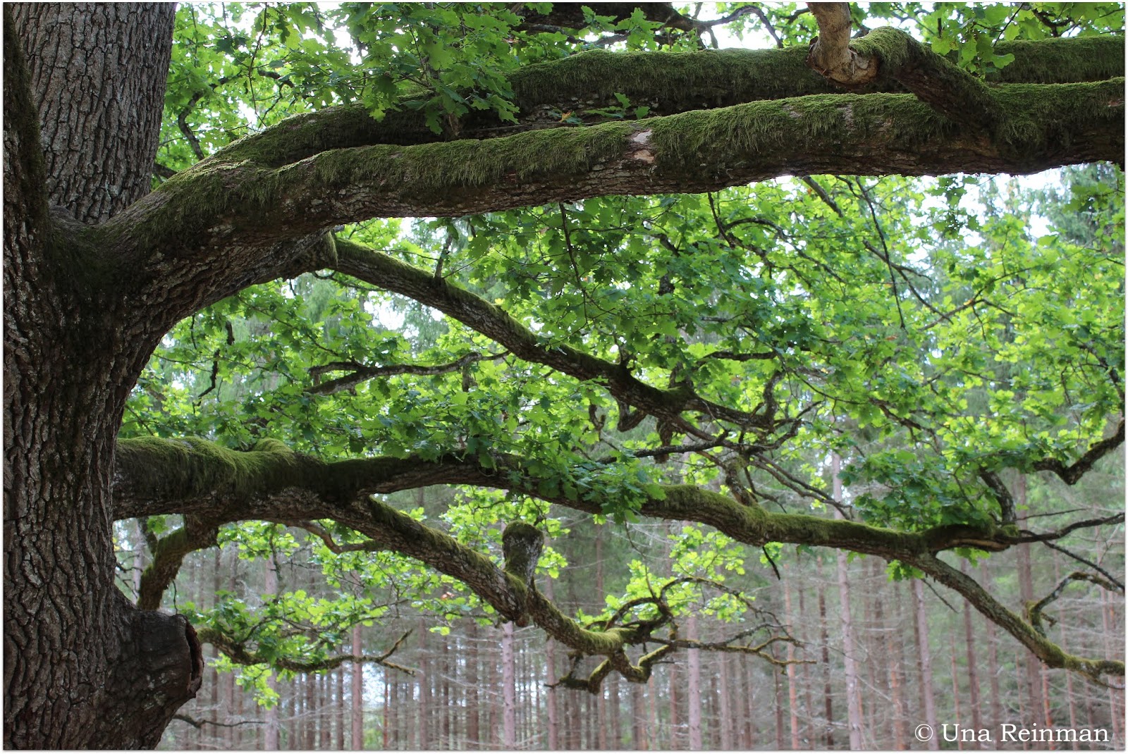 Hallatar-blogi : Suomen kaunein puu