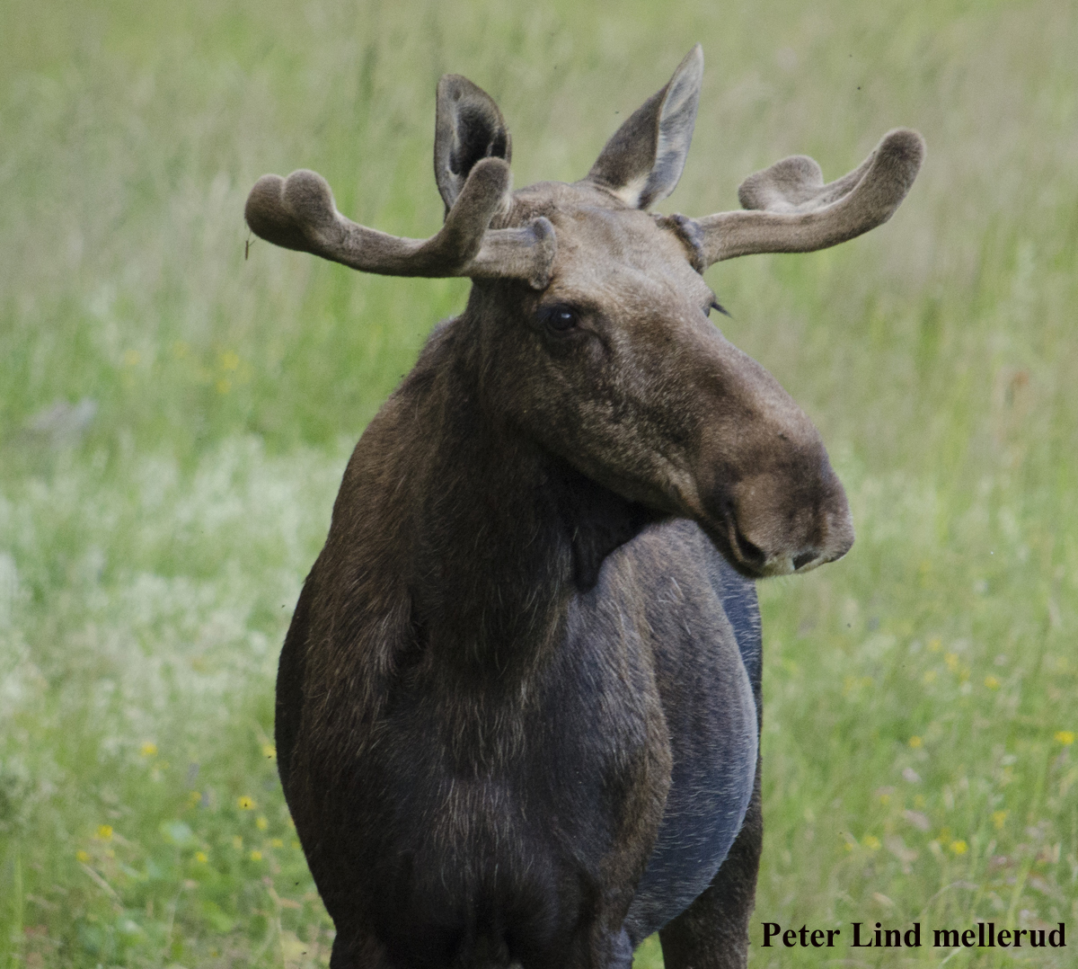 Välkommen till Lindeman's vrå