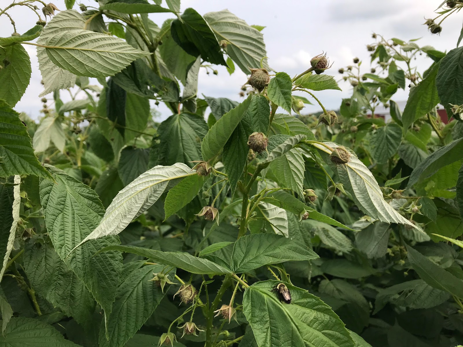 Photos for Recognizing Herbicide Injury on Berries