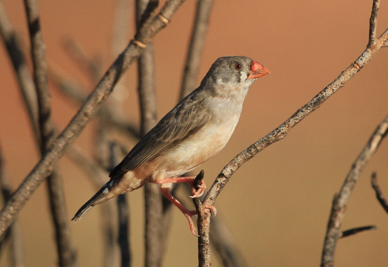 Richard Waring's Birds of Australia: Docker River Zebra Finches ...