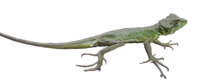 A Bhutanese Herpetographer: A Guide to the Reptiles of Bhutan