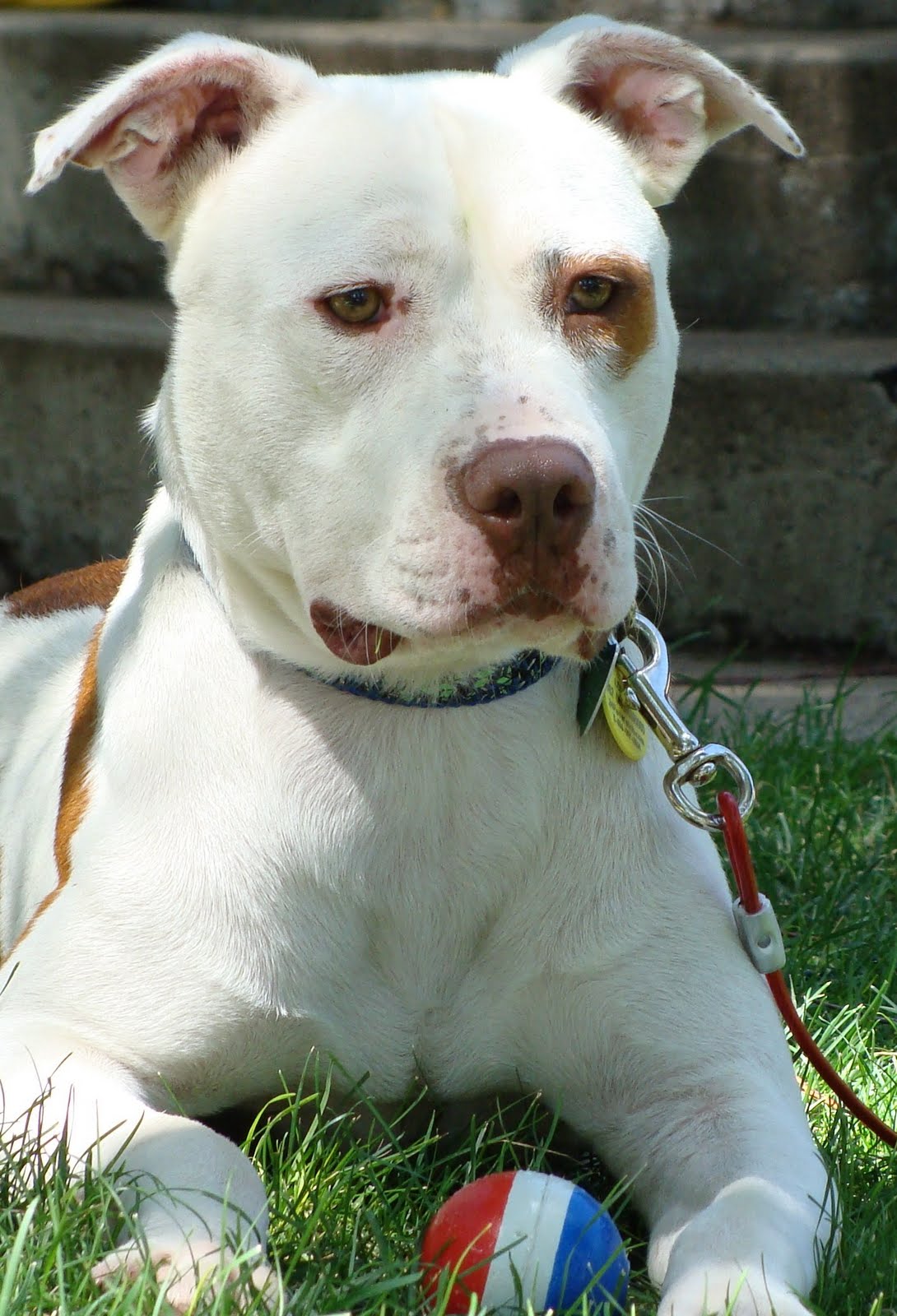 Prairie Pit Bull Rescue Society