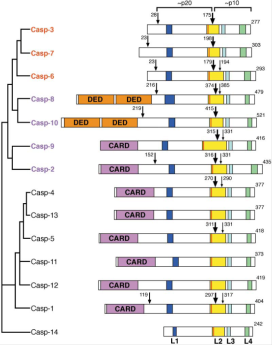ScienceNectar : CASPASES