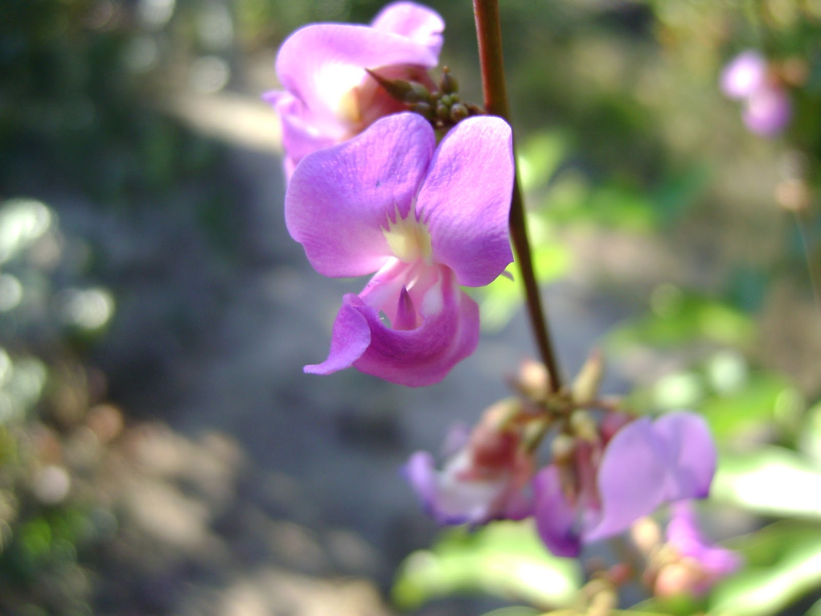 Fabaceae - Leguminosae no Brasil: Fabaceae - Dioclea bicolor Benth.