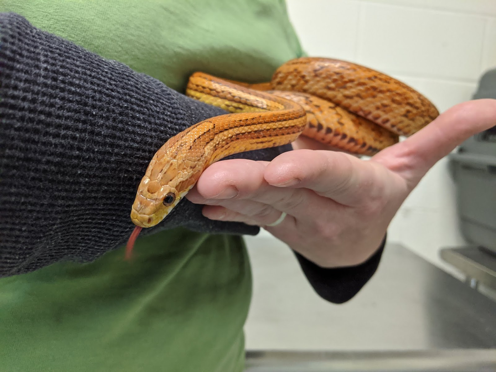 Slytherin House Forever: Our magical corn snakes would love to meet you!