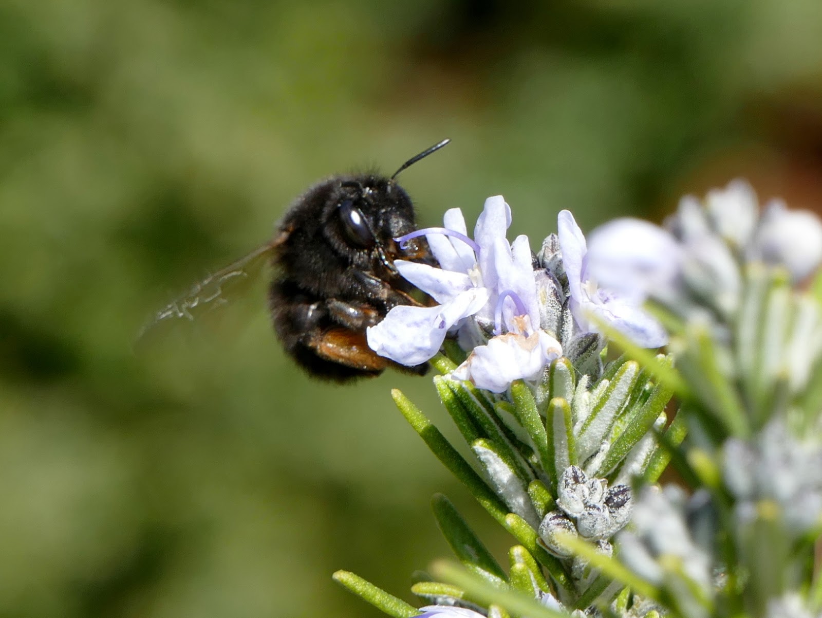 Peter Lovett's ramblings : Solitary bees: Hairy-footed Flower Bee ...