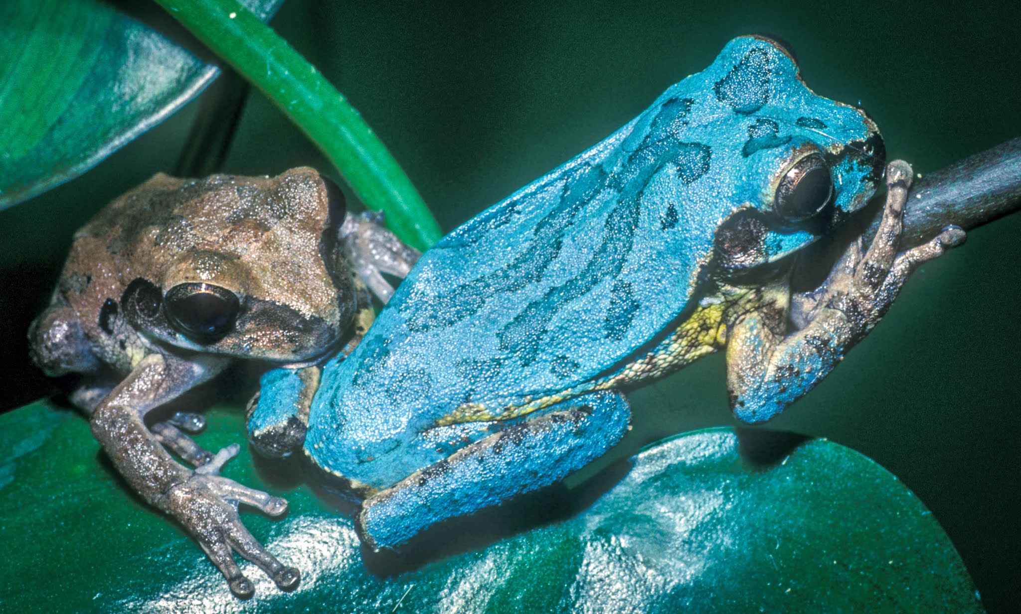 Zoology Jottings: Rain Stimulates Many Frogs to Breed. But HOW does it ...