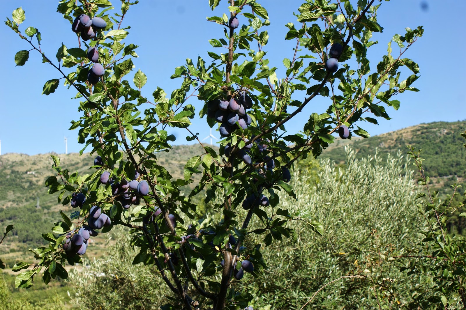 CULTURAS NO CAMPO: ABRUNHOS DE SECAR