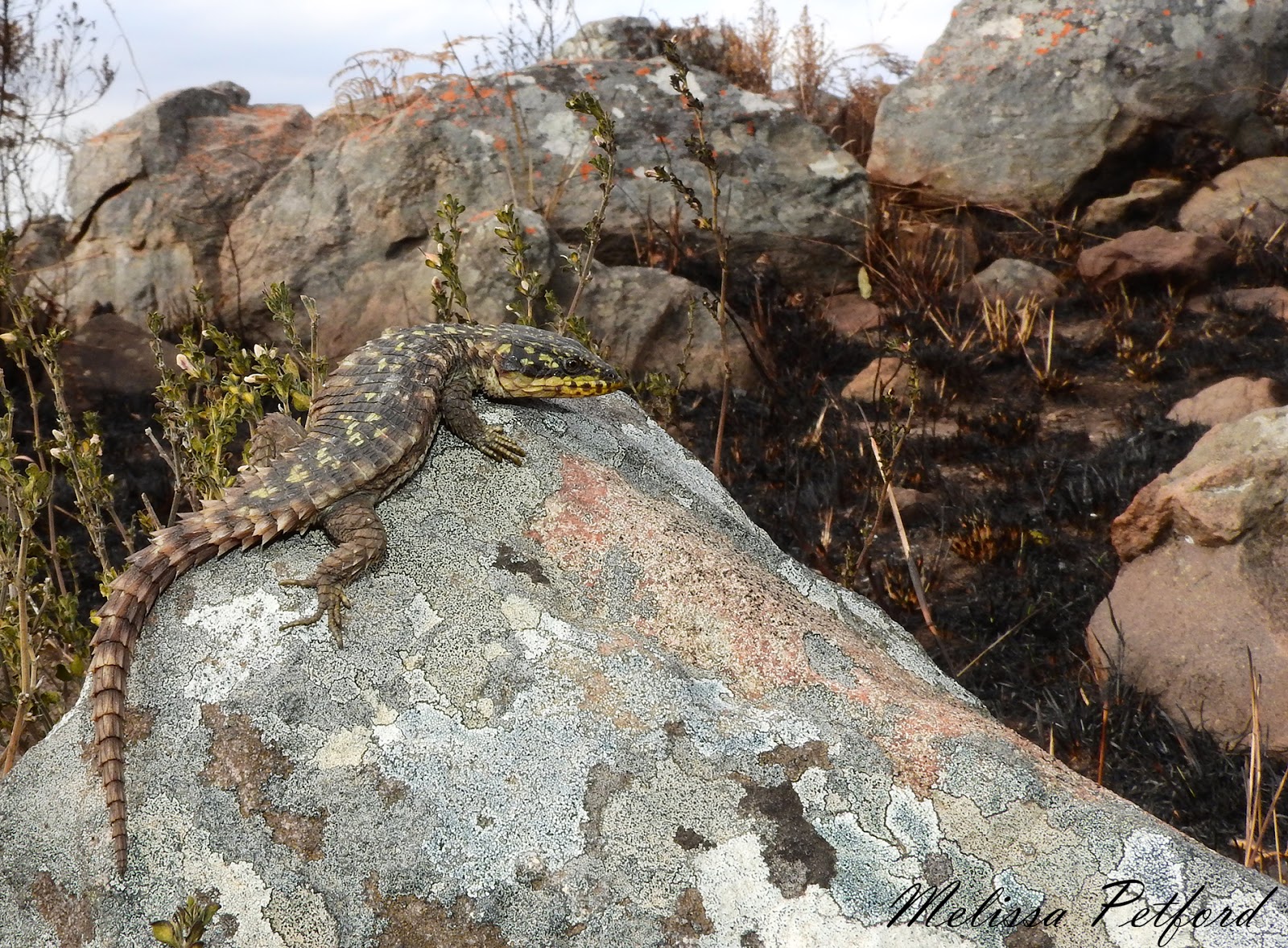 Soutpansberg Centre for Biodiversity and Conservation : 2017