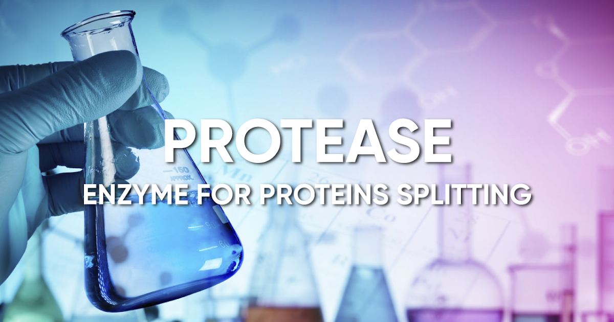 Protease ENZIM - enzyme for proteins splitting