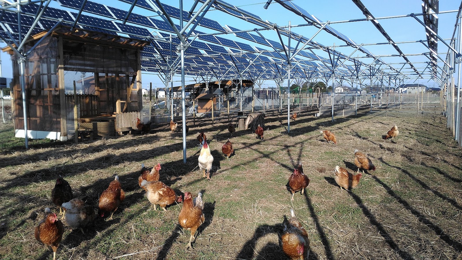 Solar Sharing - Solar panels, chickens and goats in Tsukuba, Japan ...