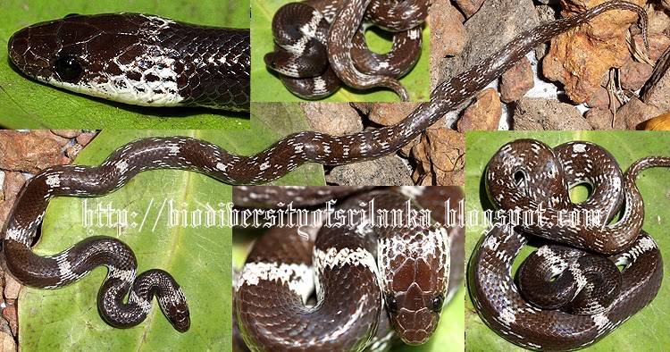 Biodiversity of Sri Lanka: කබර රදනකයා(Kabara Radanakaya)/ඉරි කරවලා(Iri ...