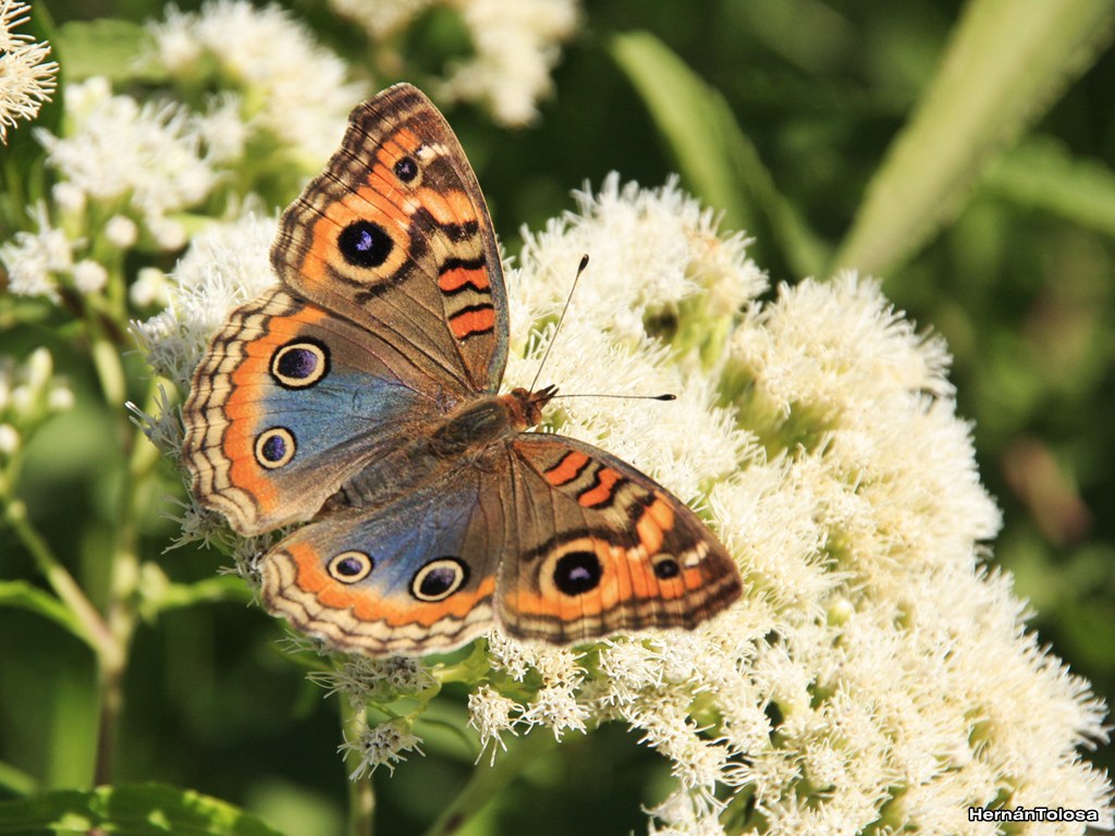 Flora Bonaerense: Chilca de olor (Eupatorium inulifolium)