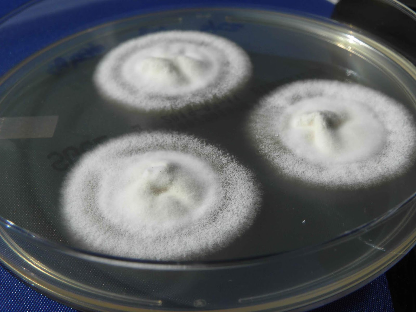 ATLAS MICOLOGIA: TRICHOPHYTON INTERDIGITALE