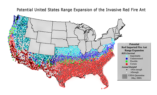 Globe Backyard: Fire Ant Invasion