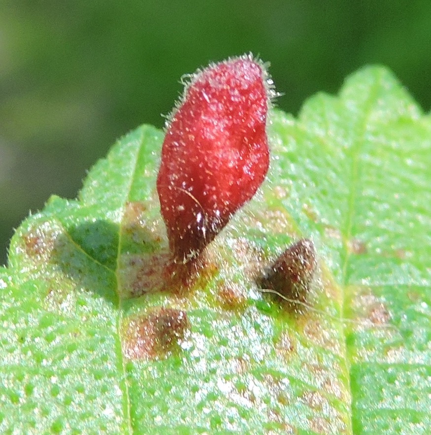 Springfield Plateau: Elm Leaf Finger Galls