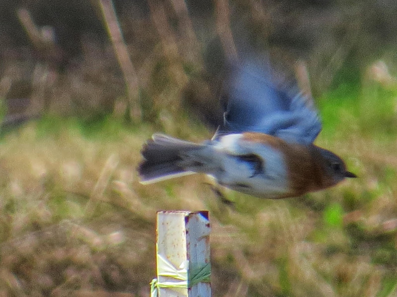 BirdsEyeViews: January Bird Bounty