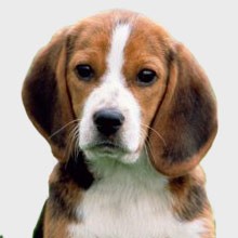 El perro Beagle | Perros callejeros