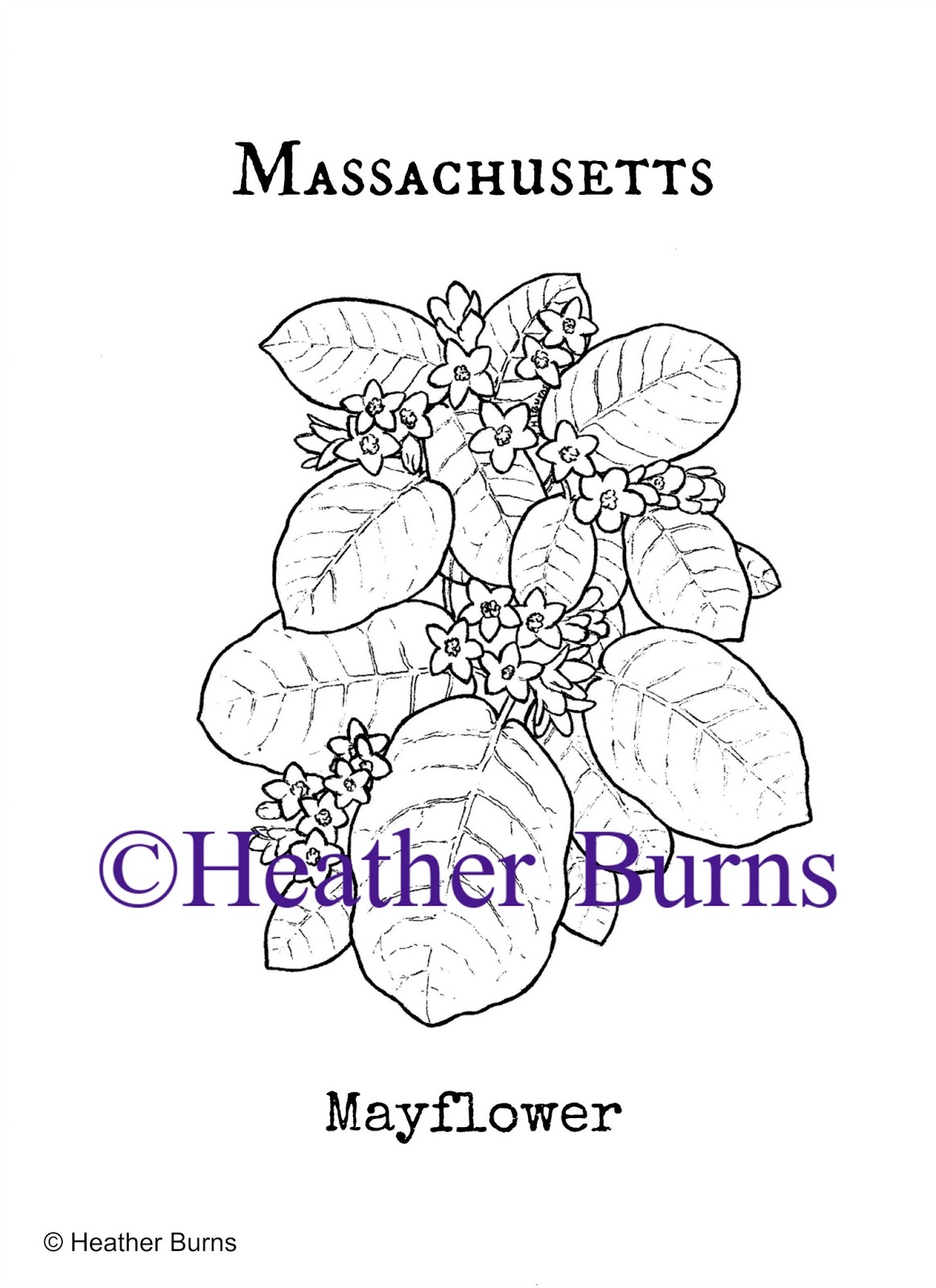 State Flower Coloring Book: Massachusetts State Flower: Mayflower