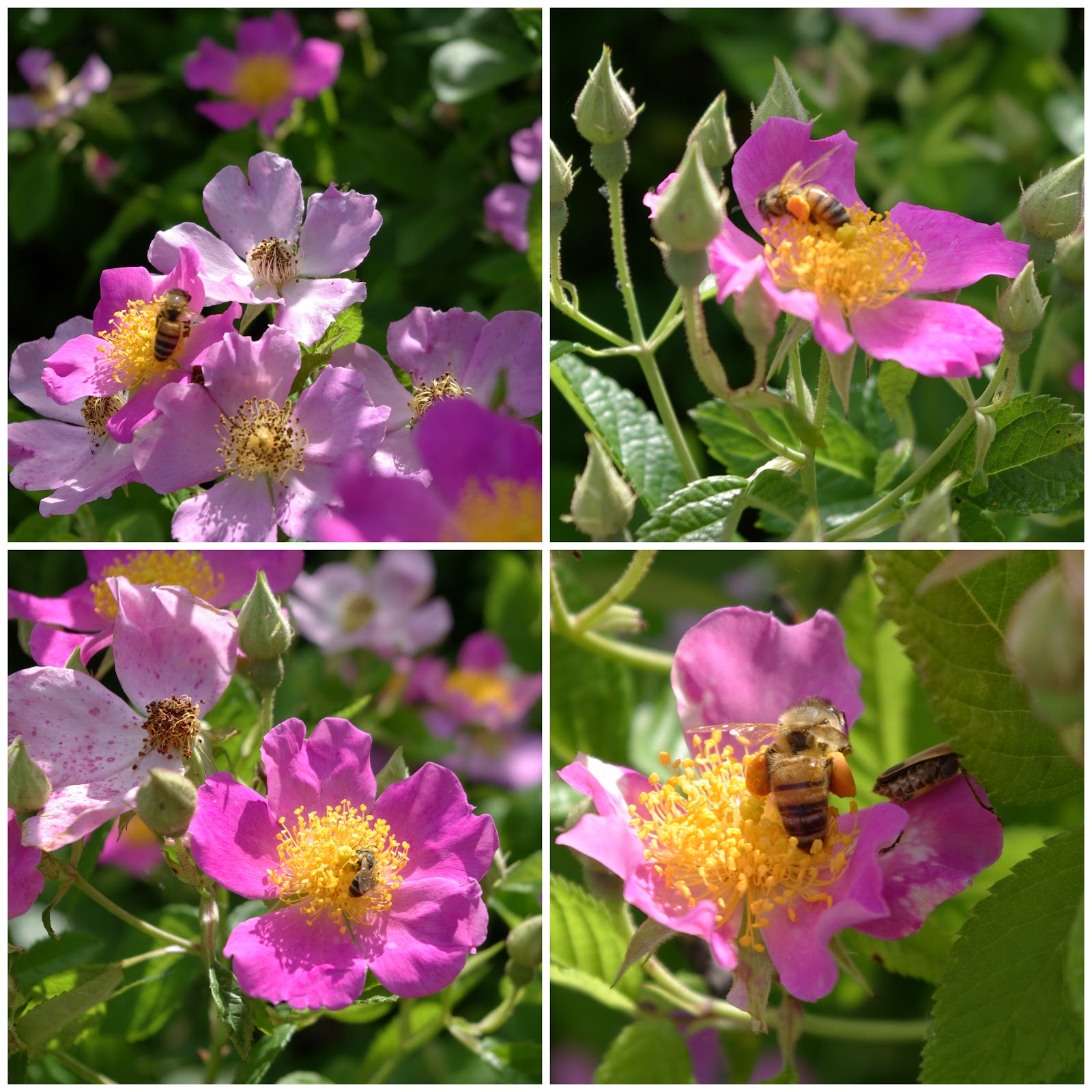 sweetbay: Prairie rose