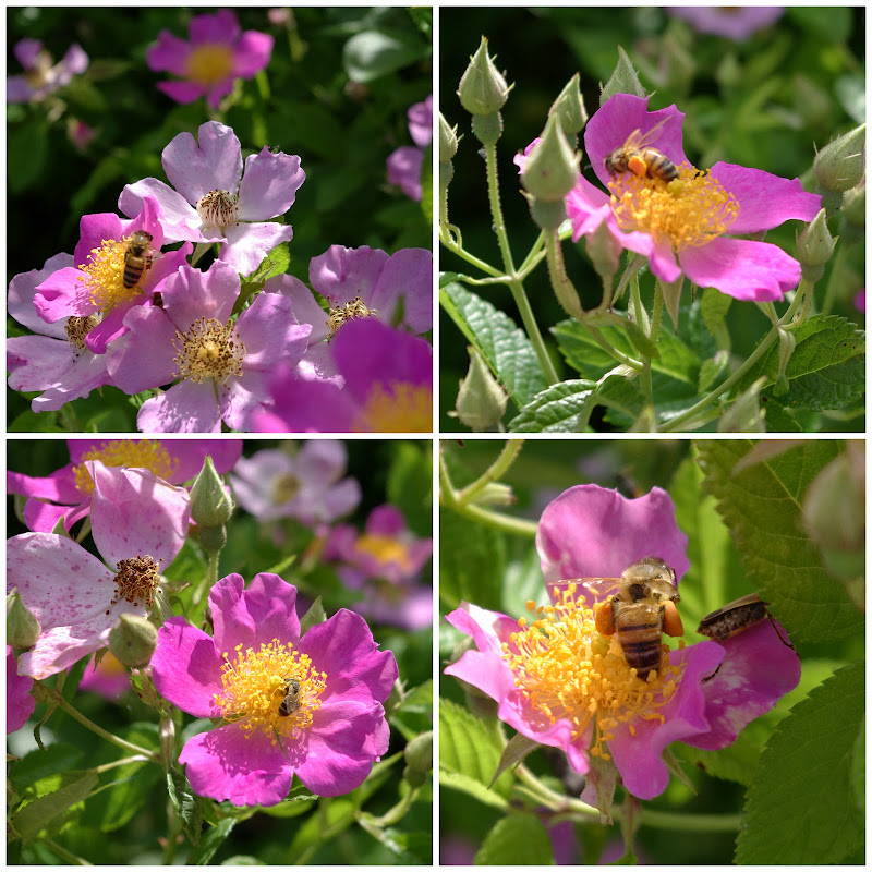 sweetbay: Prairie rose