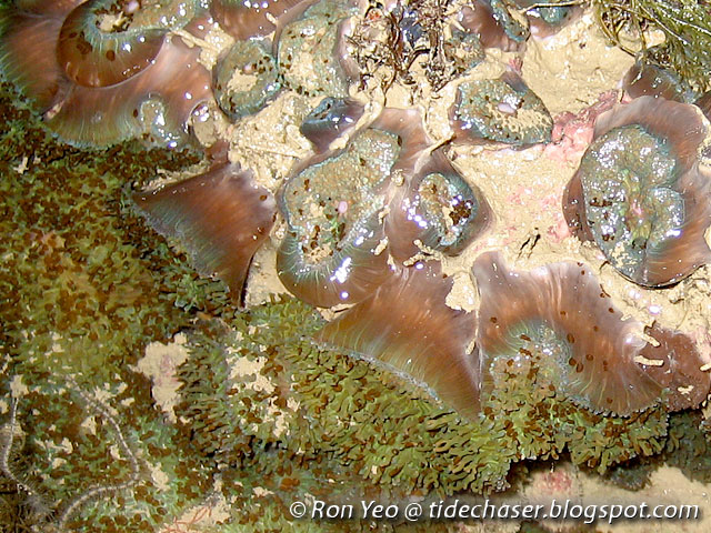 tHE tiDE cHAsER: Acoel Worms (Phylum Acoelomorpha) of Singapore