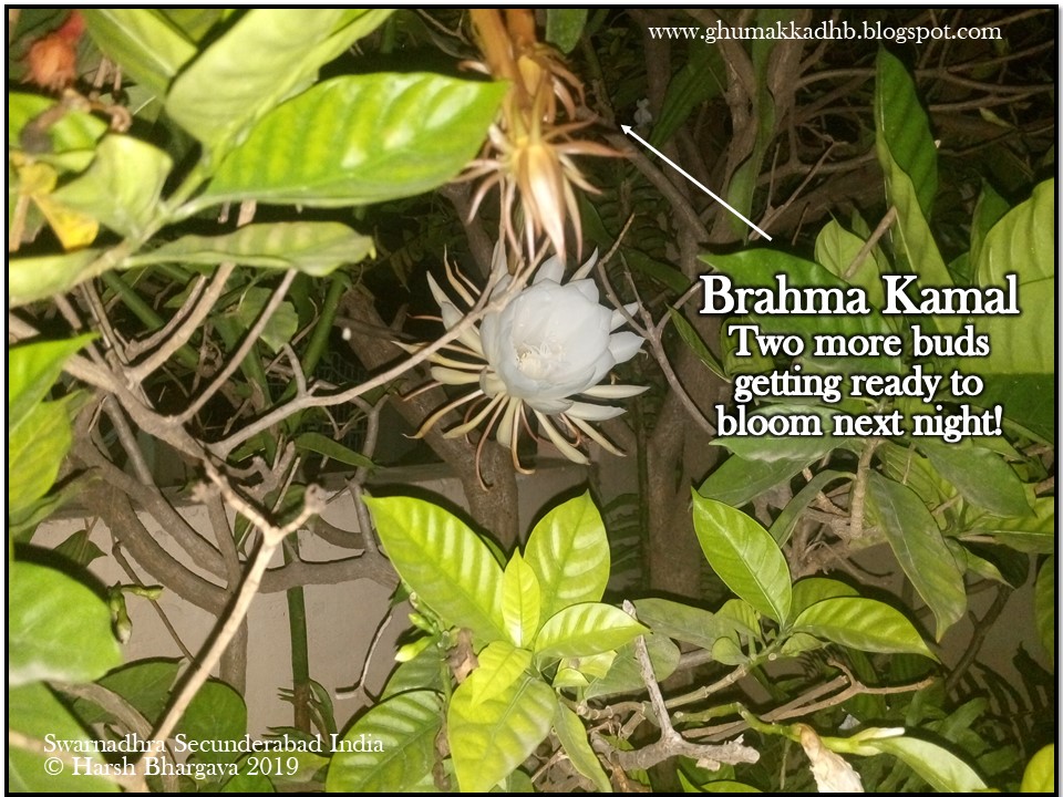 Ghumakkad Harsh: Brahma Kamal- The Magic Continues
